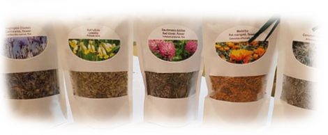 Dwarf Everlast, flowers Tea (lot.Helichrysum arenarium, flos) – Healthy ...